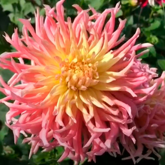 Dalia Cactus - Dahlia 'Cactus'