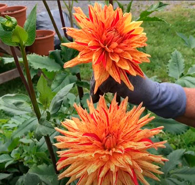 Dalia Cactus - Dahlia 'Cactus'