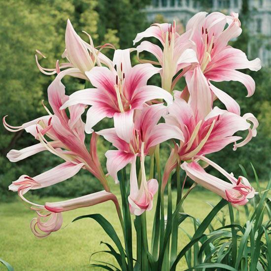 Crinum