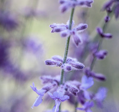 Salvia Rusa - Perovskia atriplicifolia