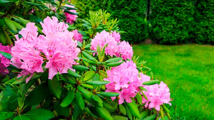 🌺 Rododendro: Guía Definitiva para que Florezca como Nunca